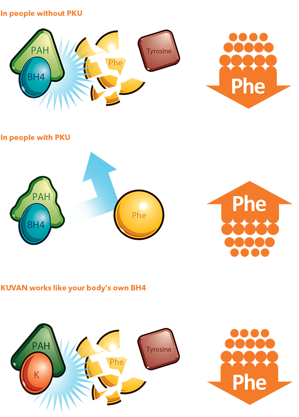 How KUVAN Works | KUVAN